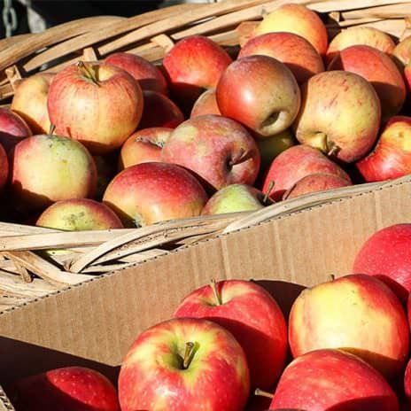 Merrifield Estate Masterplan | Merrifield Estate Mickleham